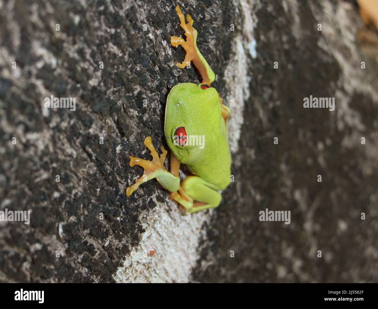 head shot of a Red-eyed tree frog (Agalychnis callidryas) on the side ...