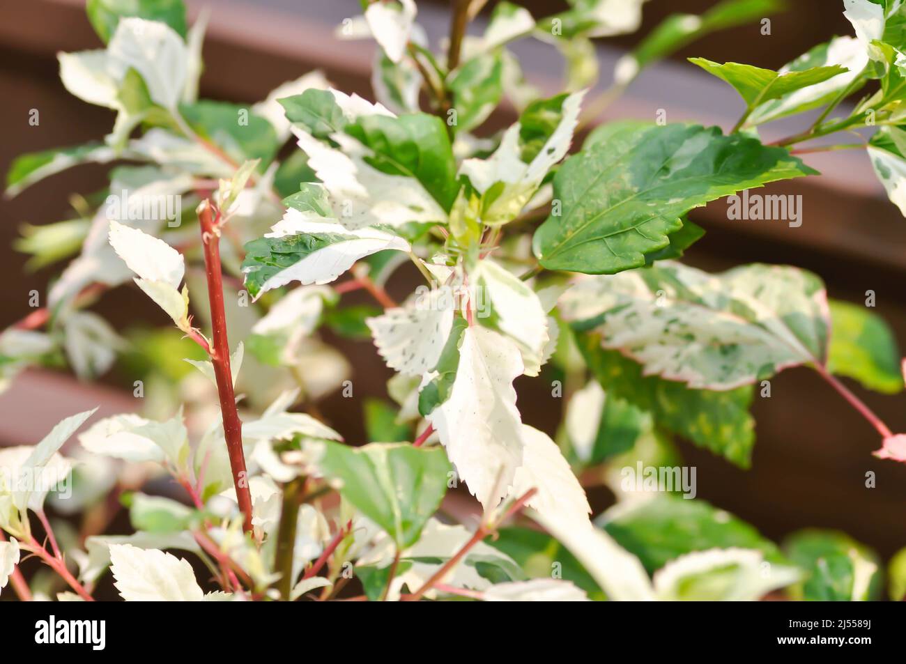 Hibiscus rosa sinensis , Malvaceae or Snowflake Hibiscus or Hibiscus ...