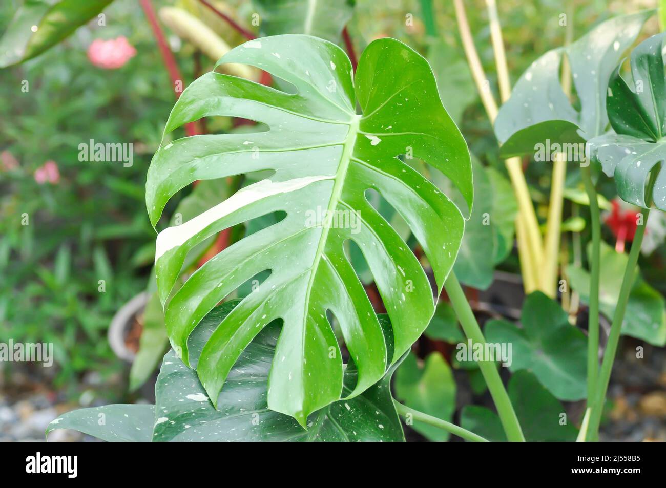 monstera thai constellation or Monstera, Hurricane plant or Swiss ...