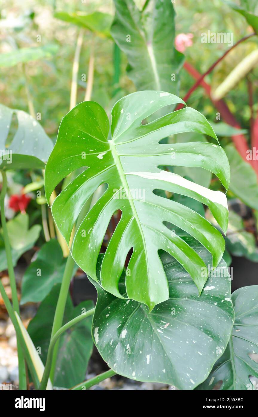 monstera thai constellation or Monstera, Hurricane plant or Swiss ...