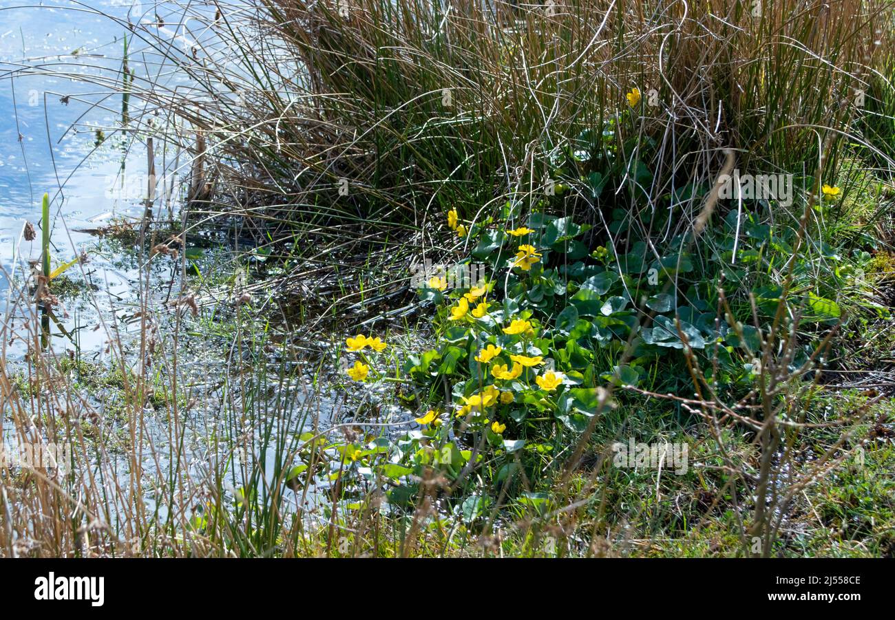 Pond edge plant hi-res stock photography and images - Alamy