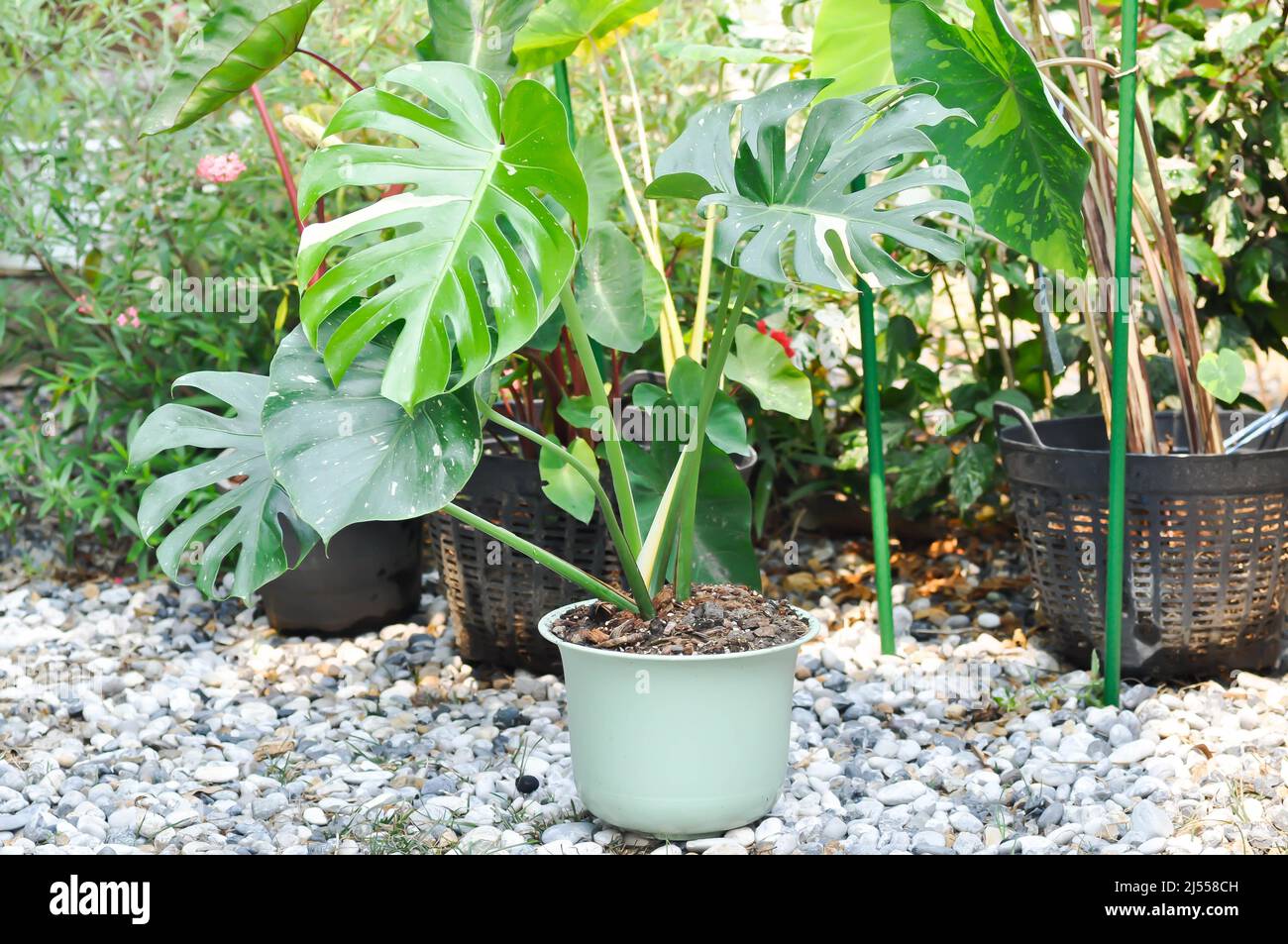 monstera thai constellation or Monstera, Hurricane plant or Swiss ...