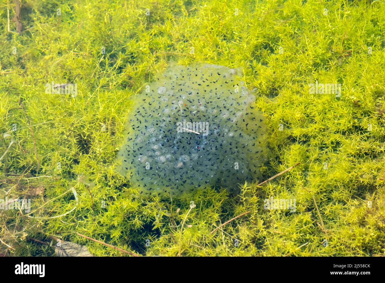 Ball of frog spawn in pond Stock Photo - Alamy