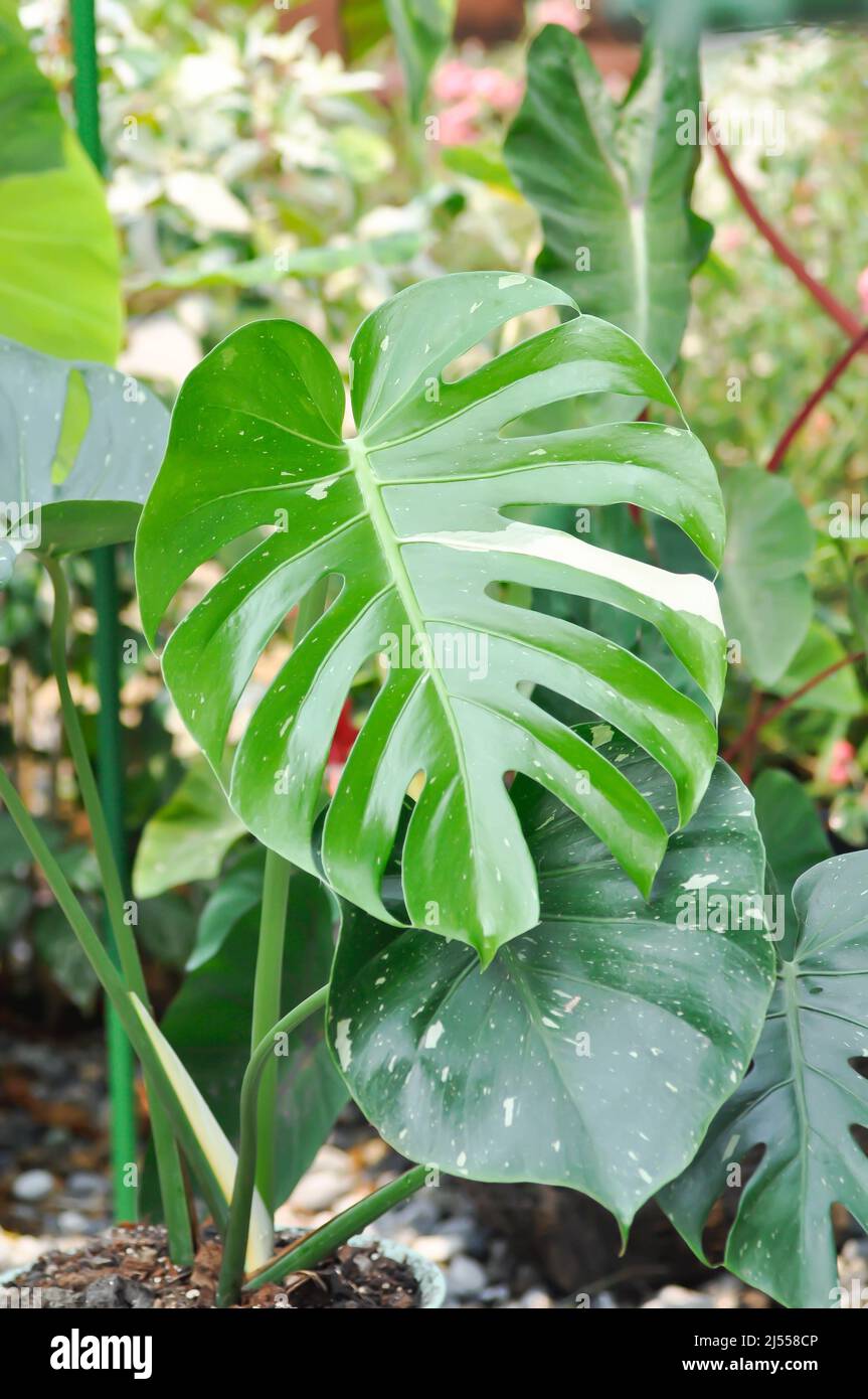 monstera thai constellation or Monstera, Hurricane plant or Swiss ...