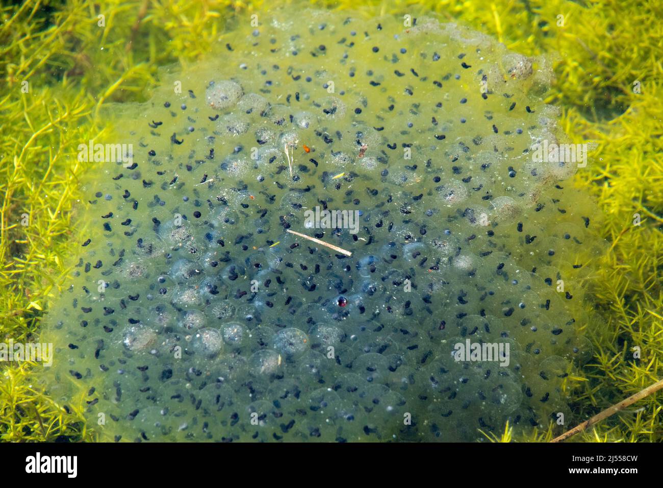 Ball of frog spawn in pond Stock Photo - Alamy