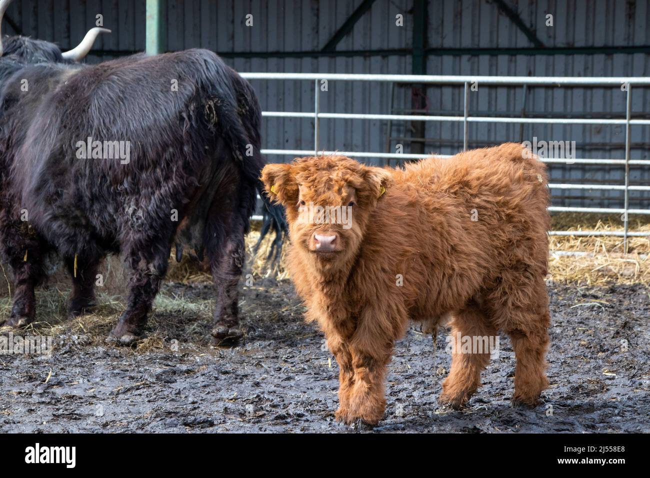 Highland cattle baby hi-res stock photography and images - Alamy