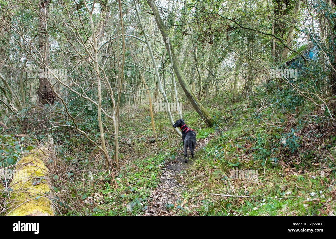 Countryside wildlife in spring hi-res stock photography and images - Alamy