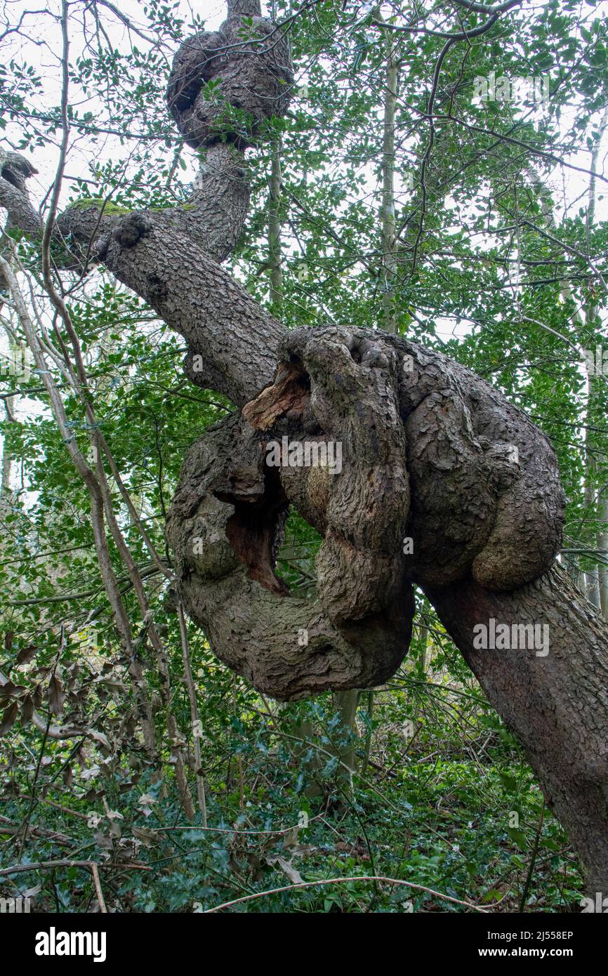 Twisted gnarled tree hi-res stock photography and images - Alamy