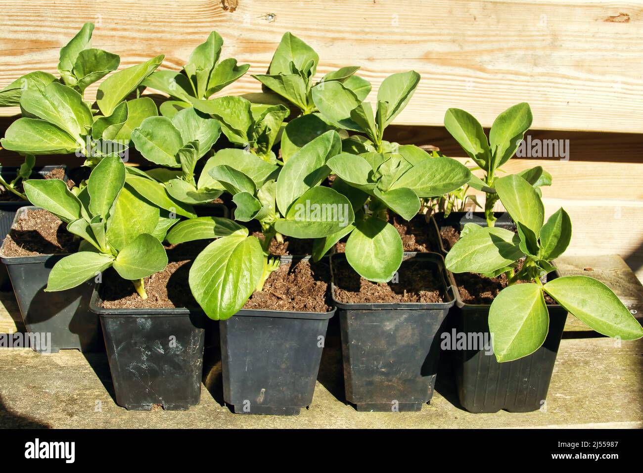 Small broad bean plants hi-res stock photography and images - Alamy
