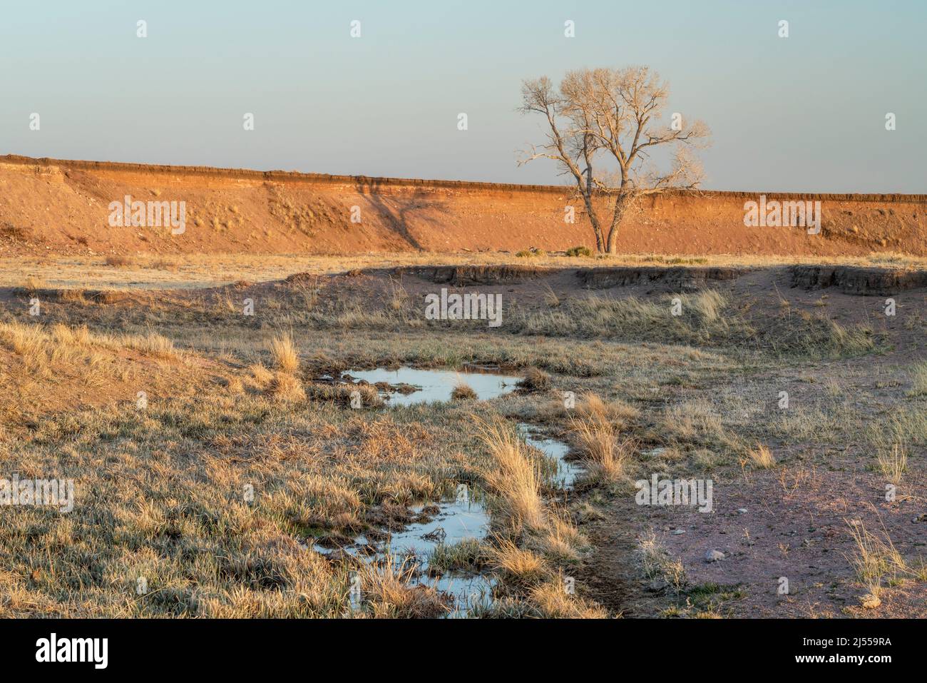 stream and a lonely tree in northern Colorado grassland, early spring ...