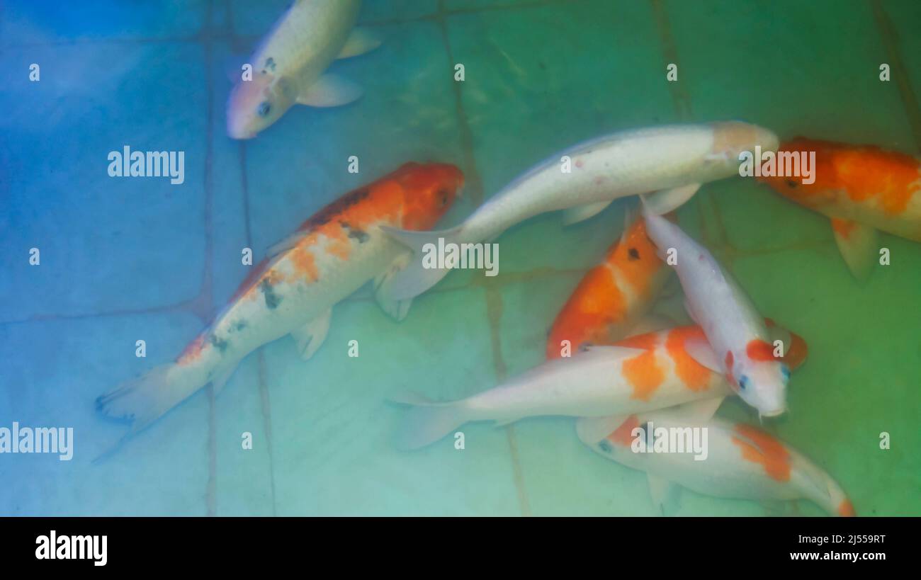 koi fish in the water aquarium fish. Colored fish in the water Stock ...