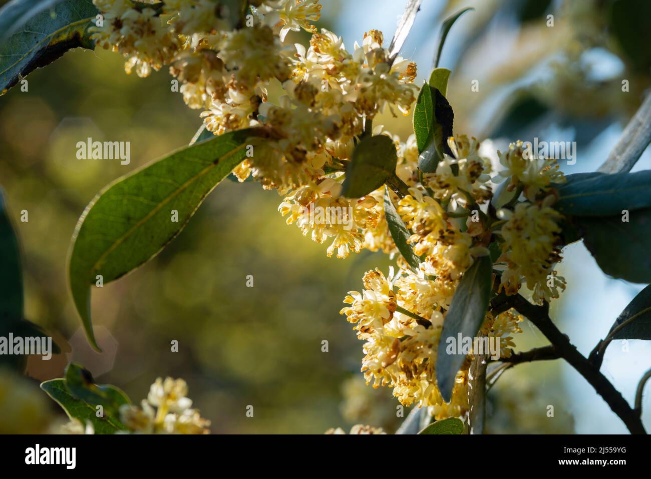 Bay Laurel Flowers, Laurus Nobilis Stock Photo - Alamy