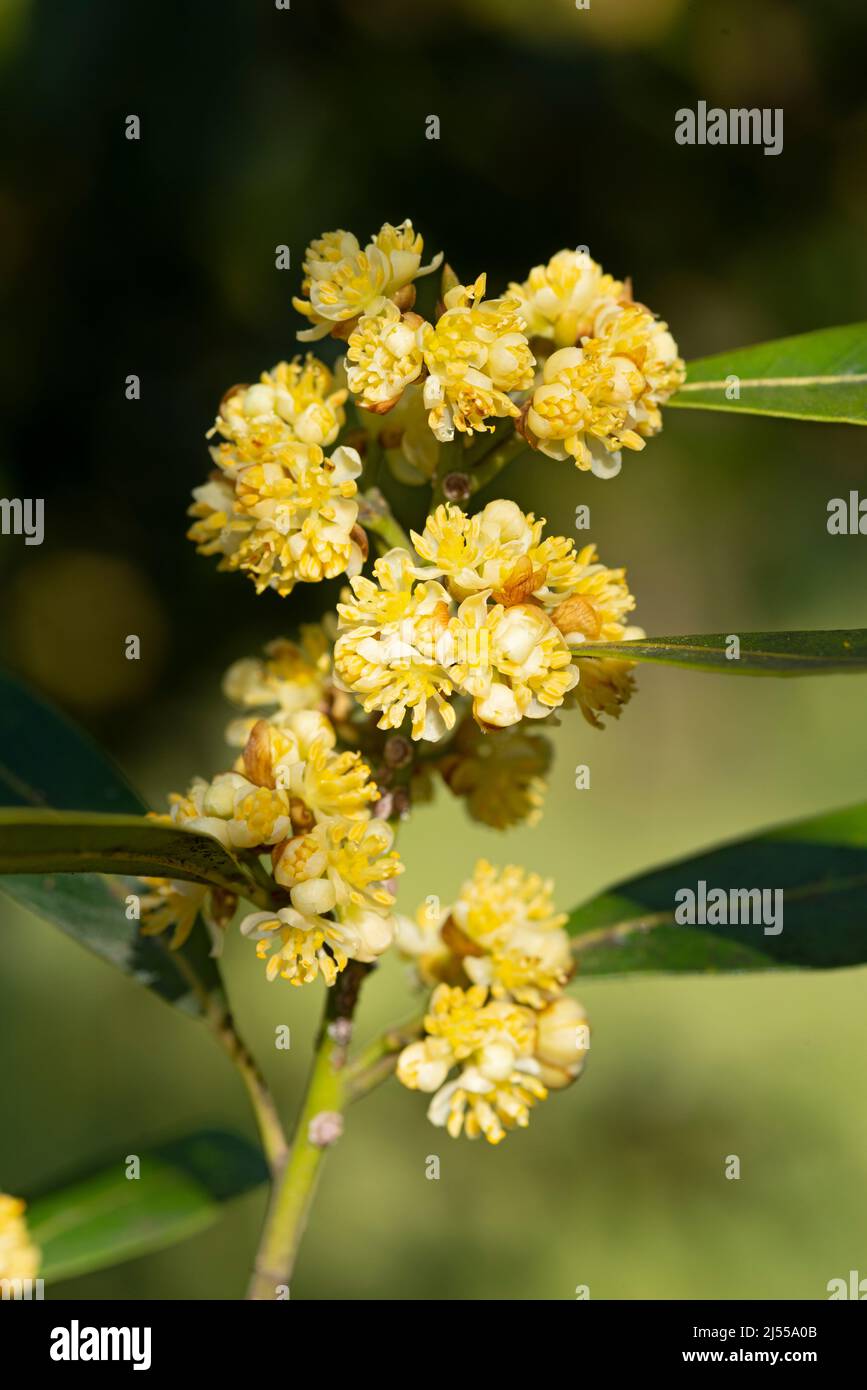 Bay Laurel Flowers, Laurus Nobilis Stock Photo - Alamy