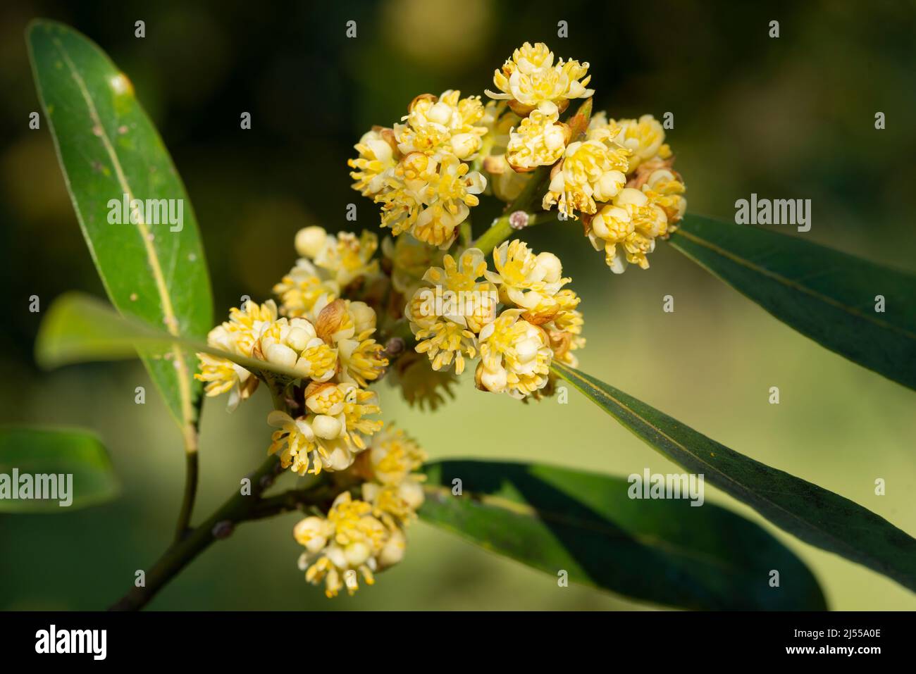 Bay Laurel Flowers, Laurus Nobilis Stock Photo - Alamy