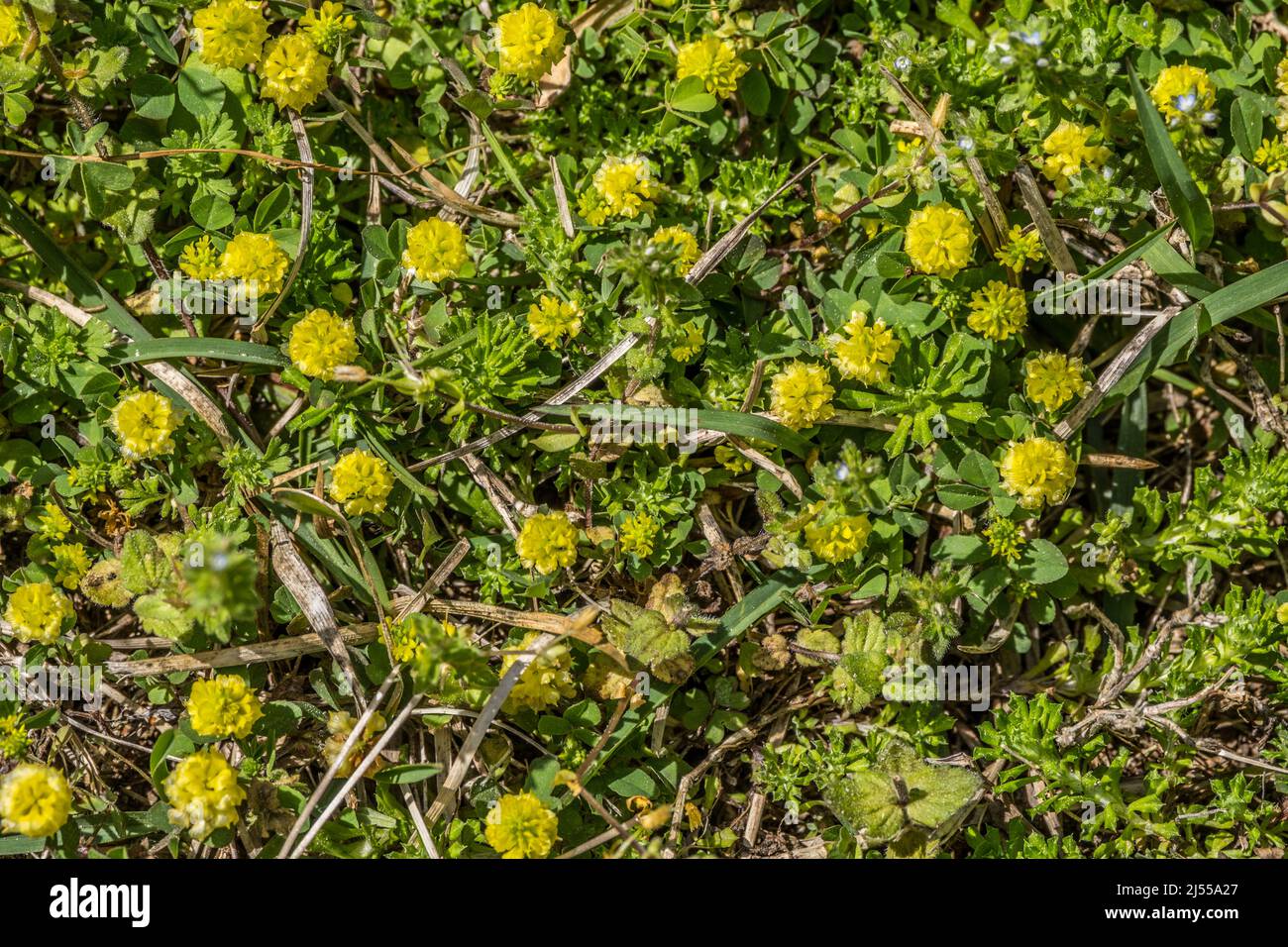Looking down above closeup view of a patch of low hop clover a small ...