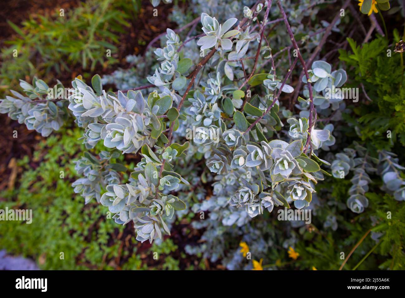 small natural roses in pale color among the bushes Stock Photo - Alamy