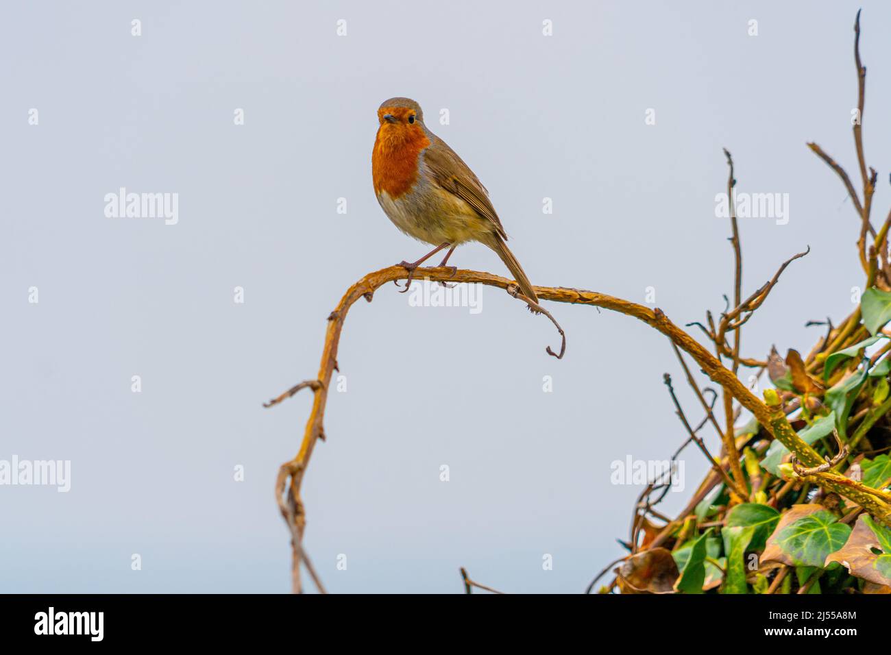 Single Robin through Branches white sky Stock Photo - Alamy