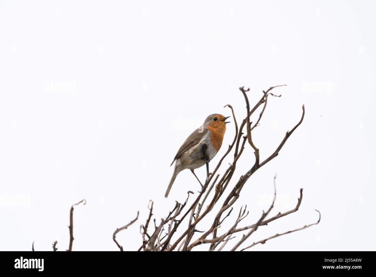 single robin in top tree branch white back ground Stock Photo - Alamy