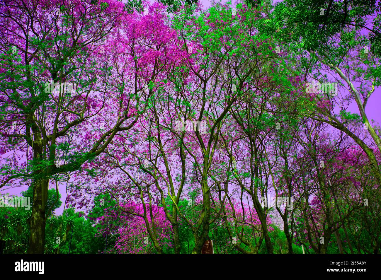 violet jacaranda trees in the middle of the park forest Stock Photo - Alamy