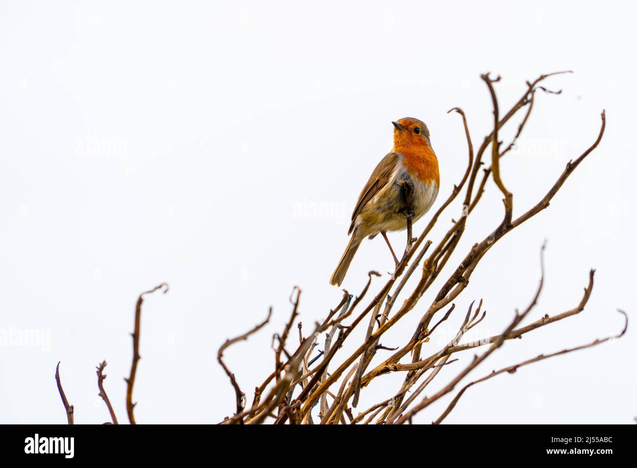 Single Robin through Branches white sky Stock Photo - Alamy