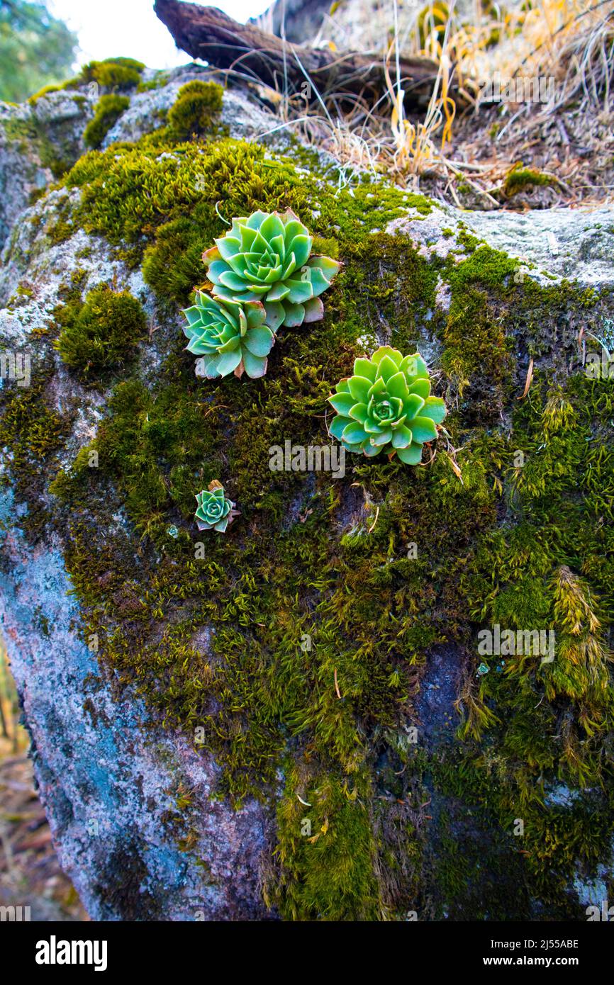 Stone with cacti hi-res stock photography and images - Alamy