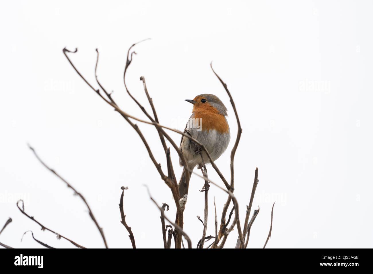 single robin in top tree branch white back ground Stock Photo - Alamy