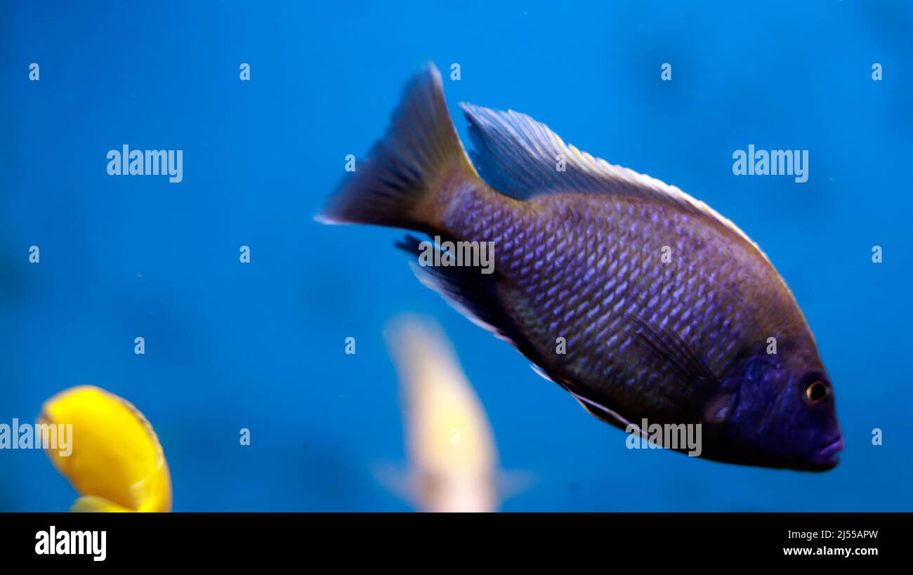 black Fresh water aquarium fish Stock Photo - Alamy