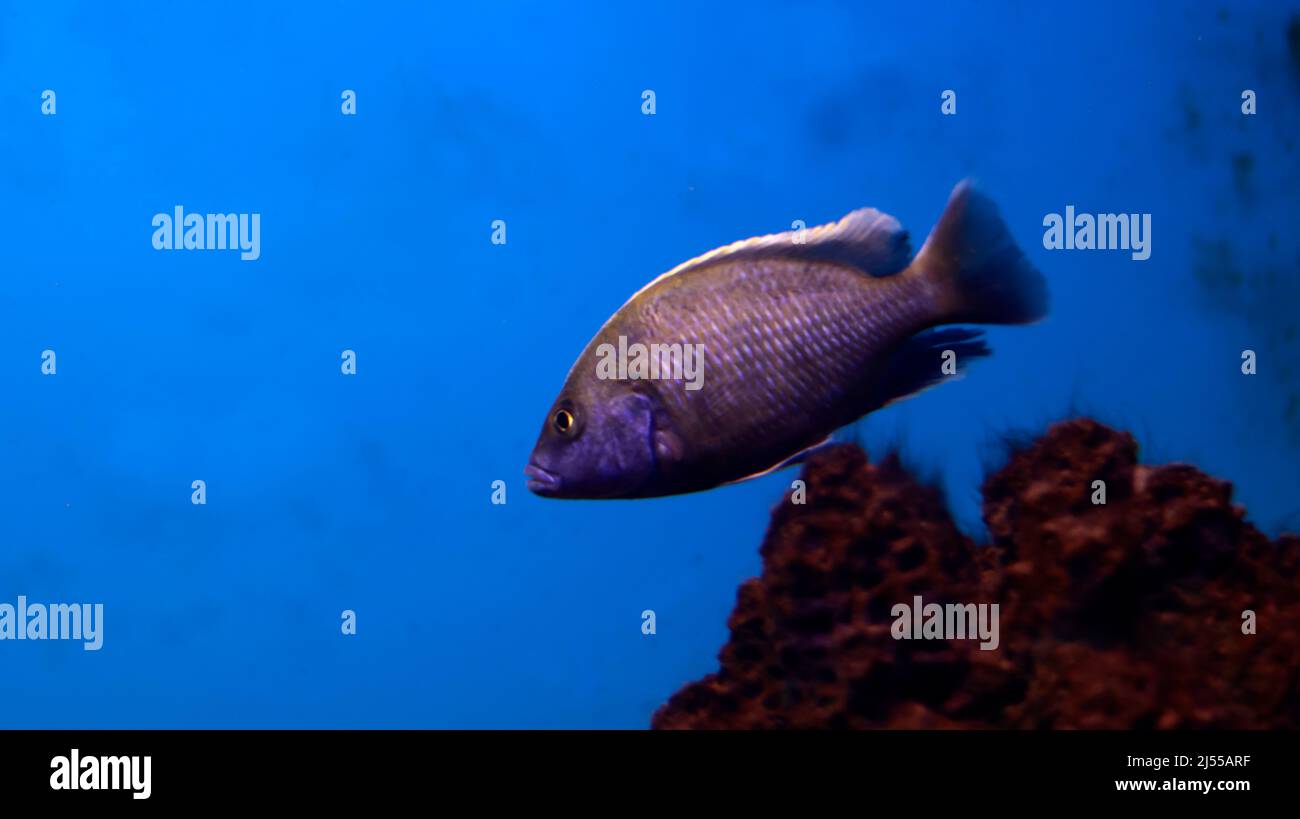 black Fresh water aquarium fish Stock Photo - Alamy