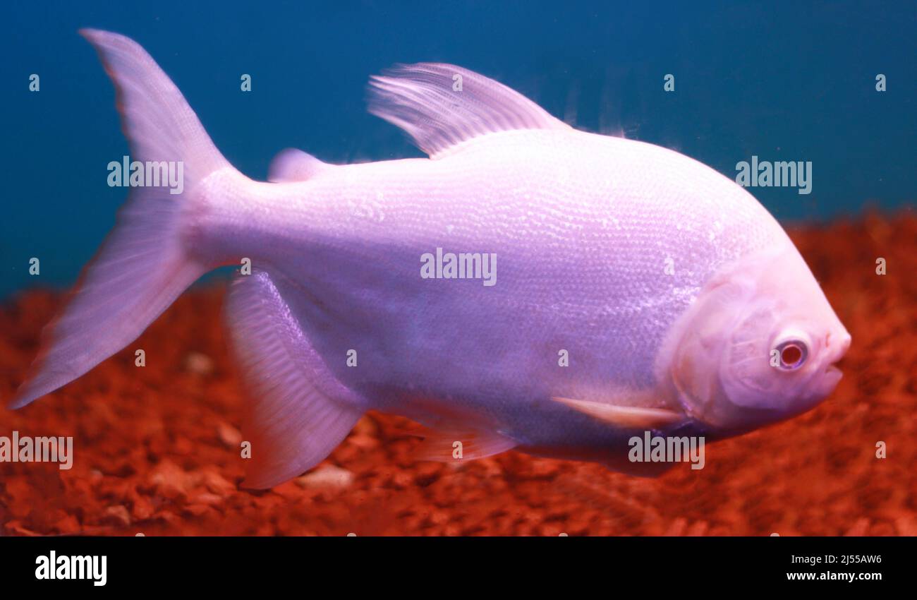 Fresh water pink color Fish Nature Aquariums Stock Photo - Alamy