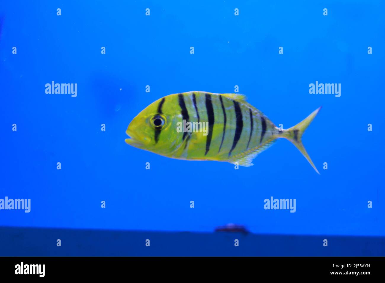 Aquarium Fish Golden Jack Golden Trevally Stock Photo - Alamy