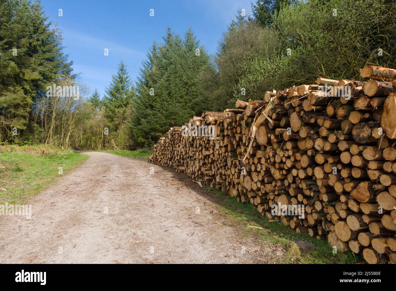 Conifer logs stacked after harvest along the side of a track though ...