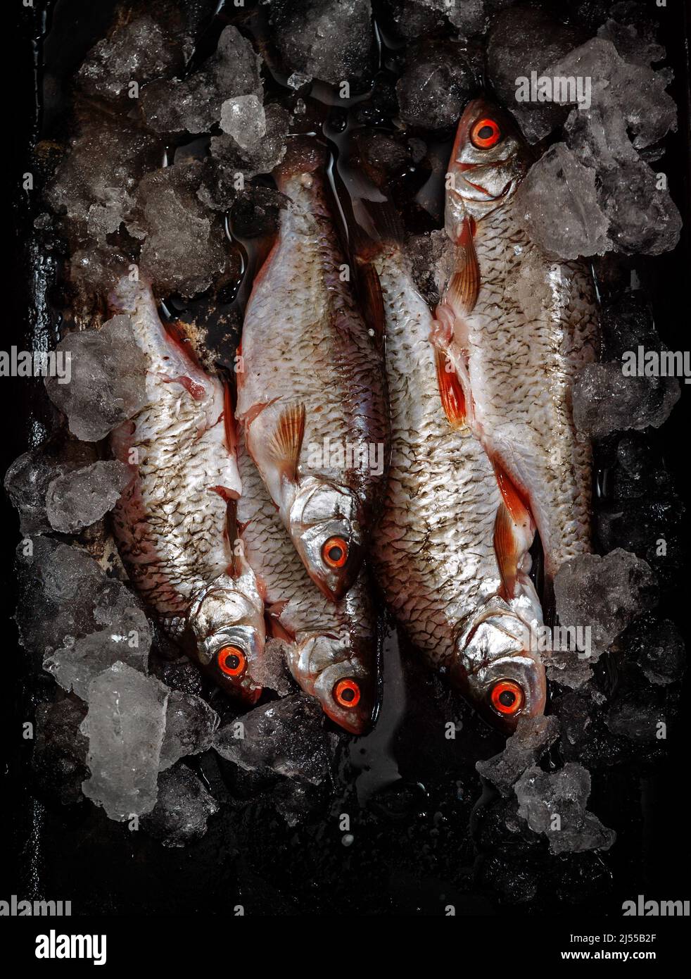 River fish in pieces of ice on black background Stock Photo - Alamy