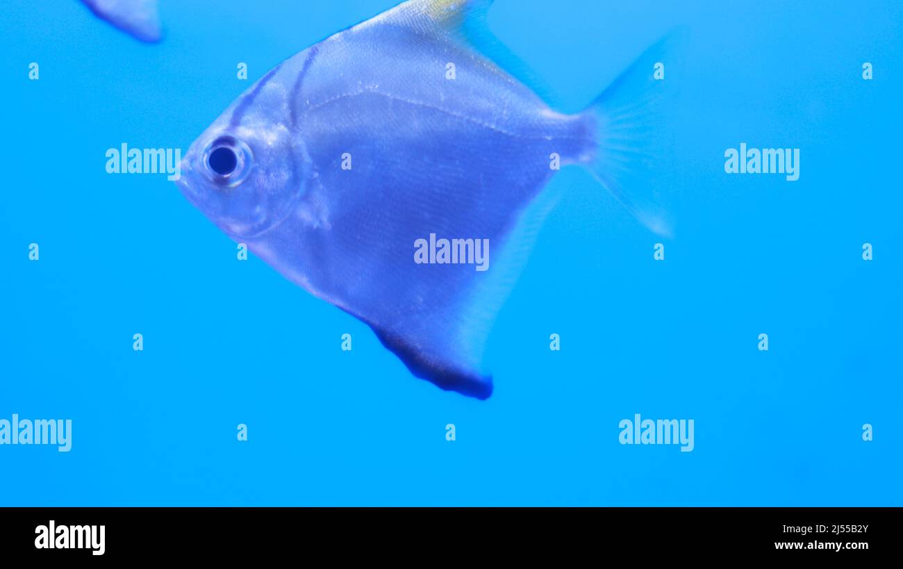 Silverfish food hi-res stock photography and images - Alamy