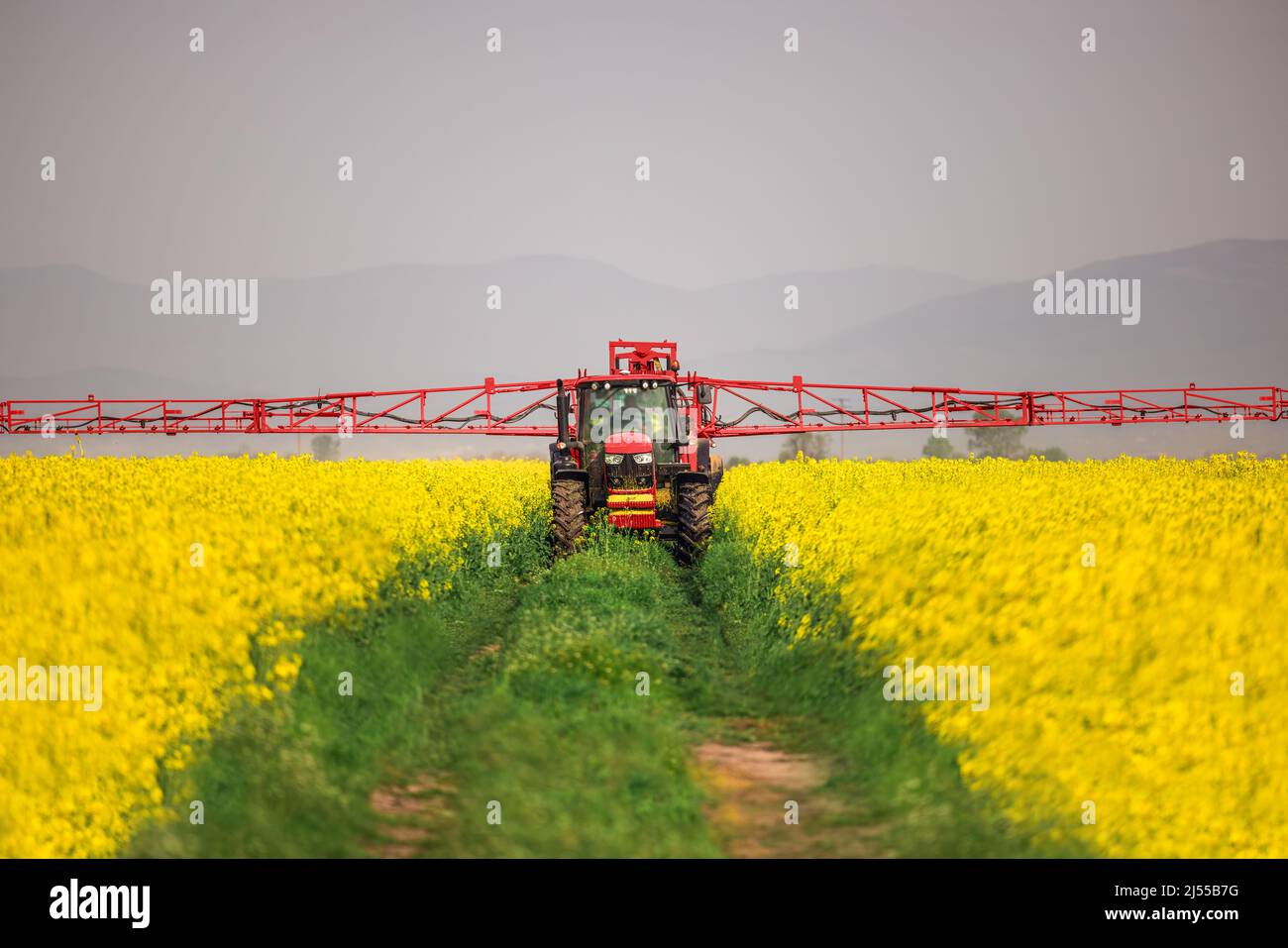 Tractor spray fertilizer spraying pesticides on rapeseed field ...