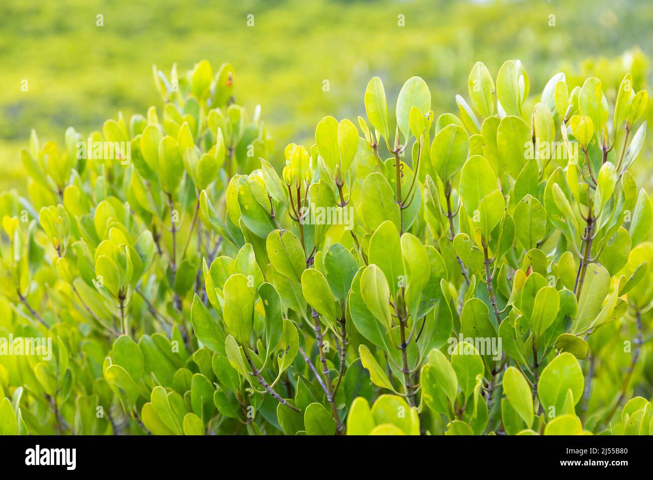 Close up ceriops tagal leaf in forest Stock Photo - Alamy