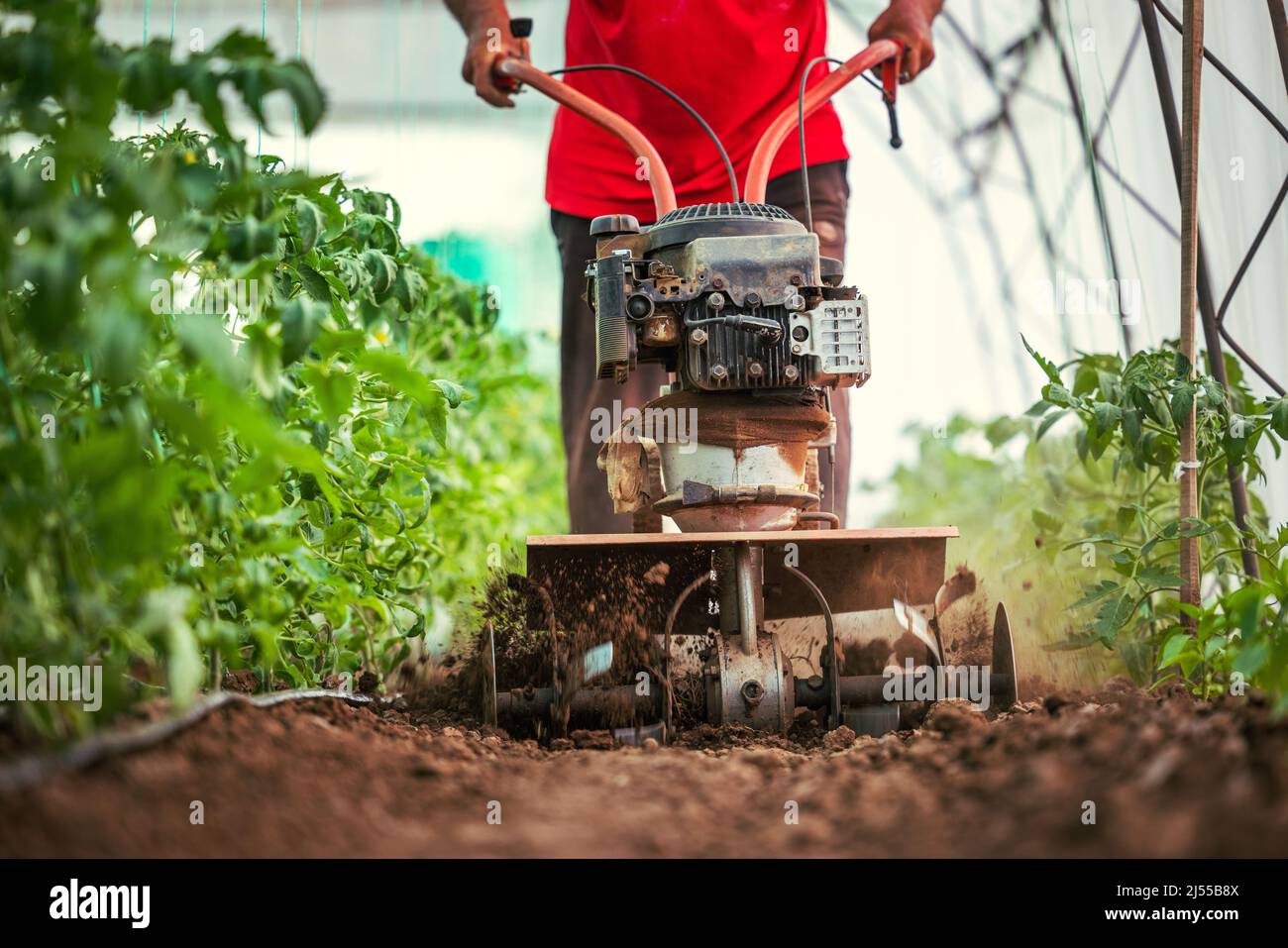 Farmer with a machine cultivator digs the soil in the vegetable garden ...