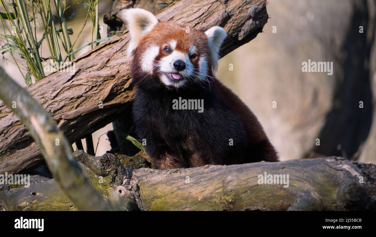Red Panda (Ailurus fulgens) on a tree Stock Photo - Alamy
