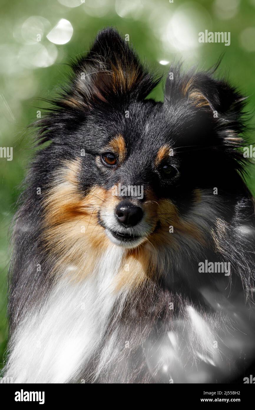 Fluffy shetland sheepdog, sheltie outside portrait on green meadow ...