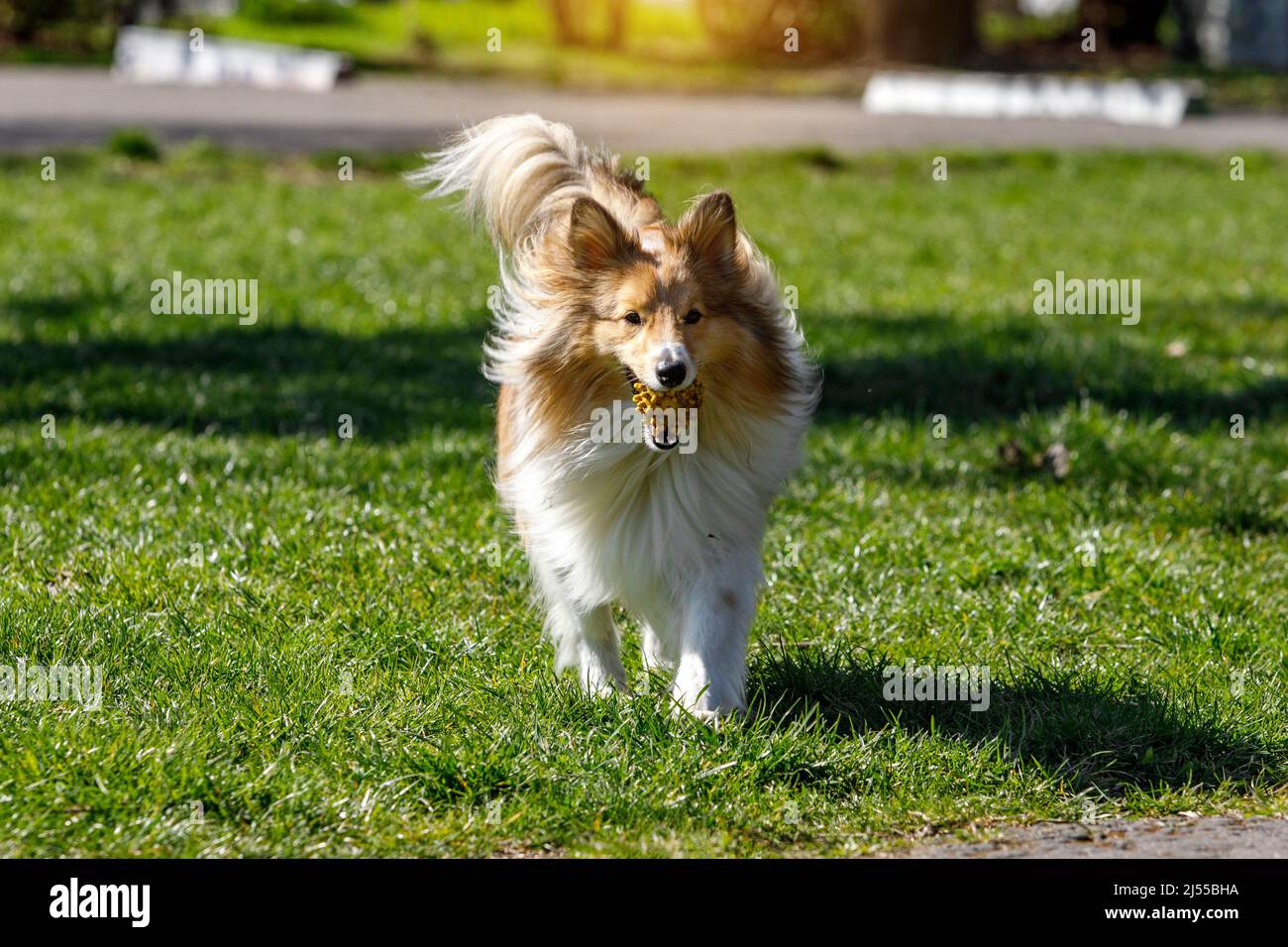 Sheltie dog is playing with a ball Stock Photo - Alamy