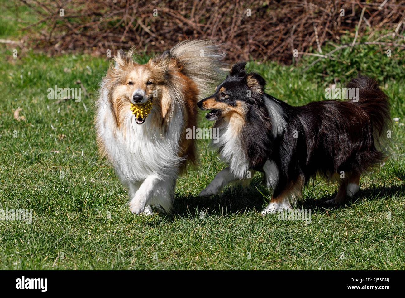 Dog friendship. Two shelties are running and playing with each other ...