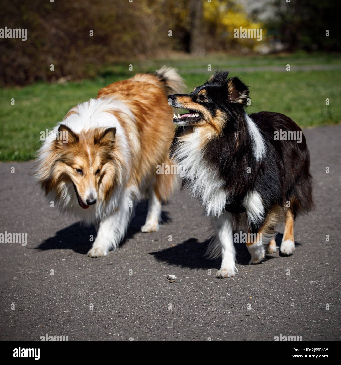 Dog friendship. Two shelties are running and playing with each other ...