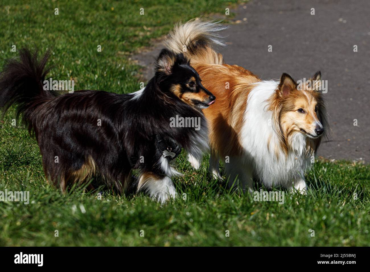 Dog friendship. Two shelties are running and playing with each other ...