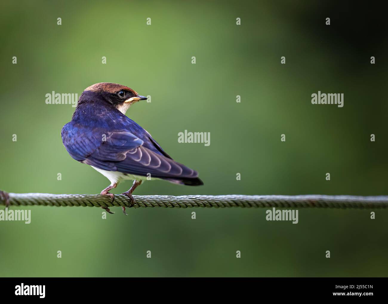 Adult sitting on a wire singing hi-res stock photography and images - Alamy
