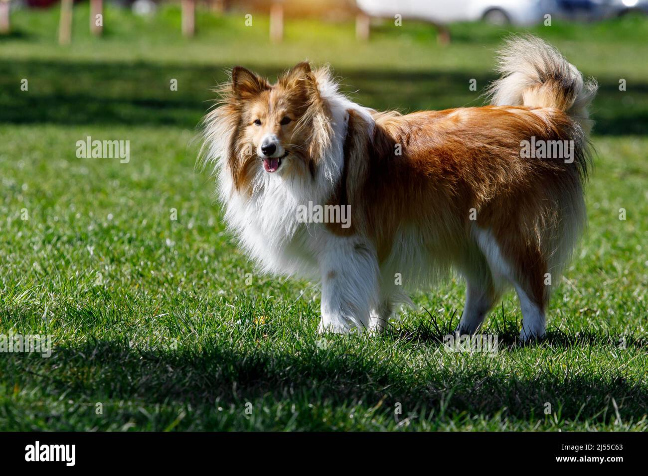 Fluffy sable white sheltie on a green meadow Stock Photo - Alamy