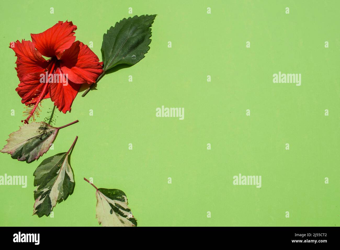 Flower background with blank space to write text font and wishes. Green ...