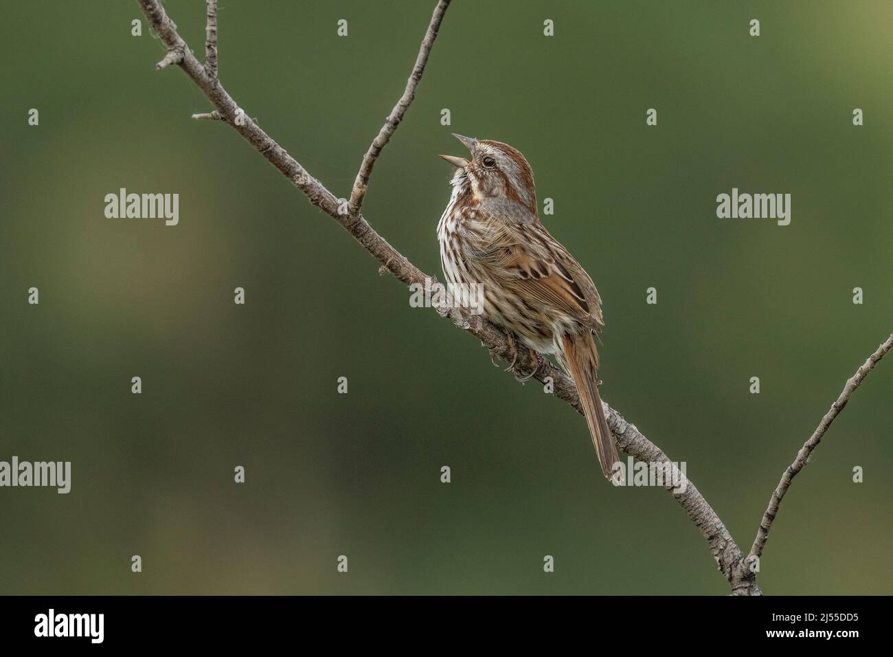 Song sparrow melospiza melodia hi-res stock photography and images - Alamy