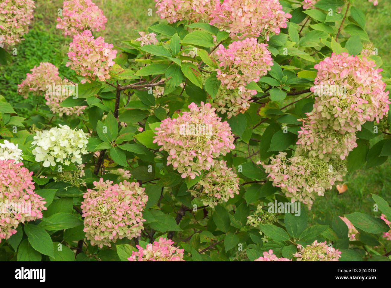 Pink flowering Hydrangea shrubs in autumn Stock Photo - Alamy