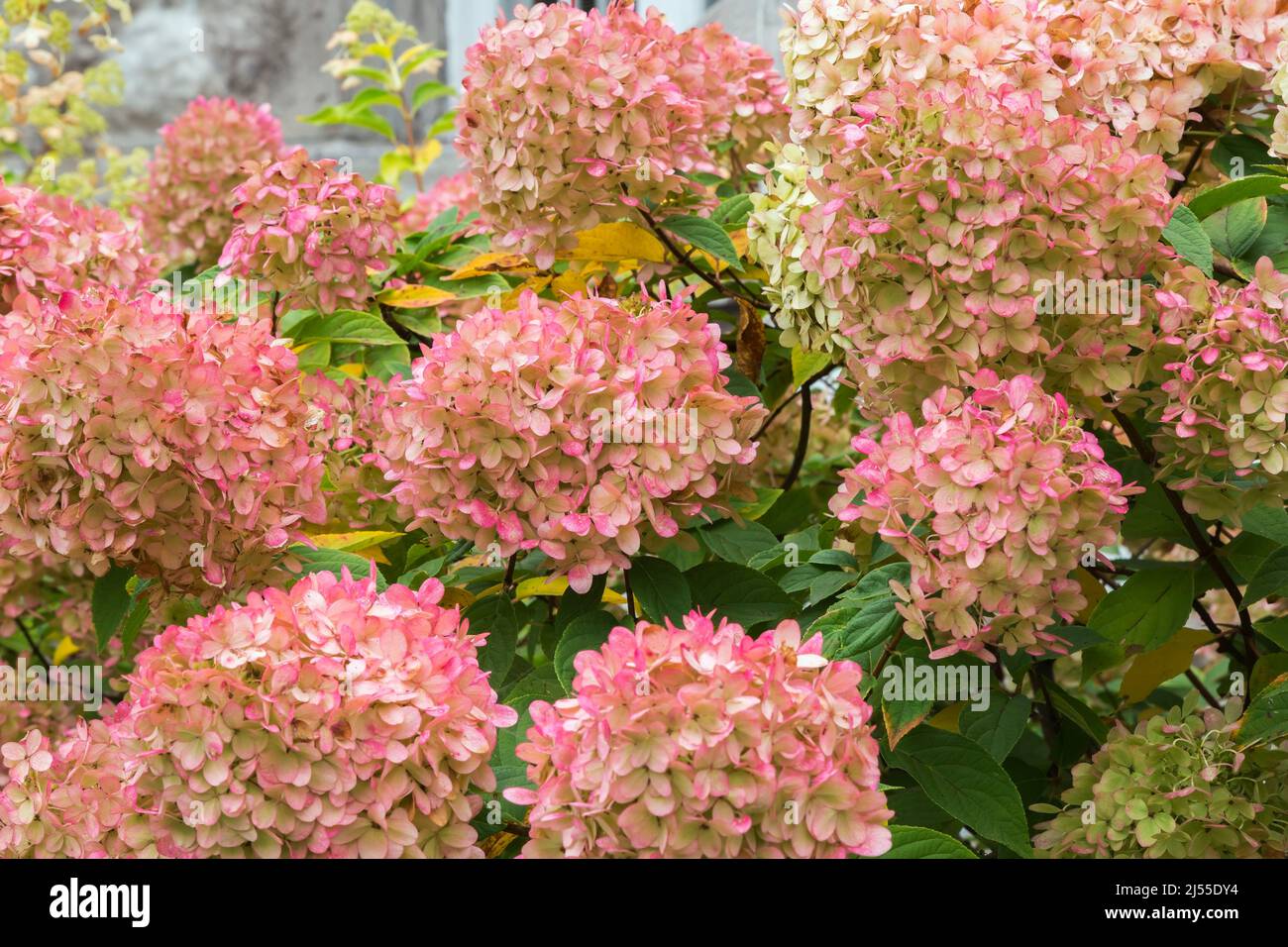 Pink flowering Hydrangea shrubs in autumn Stock Photo - Alamy