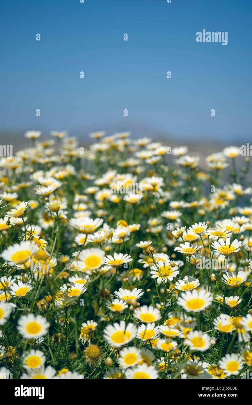 Wildflower yellow flower greece hi-res stock photography and images - Alamy