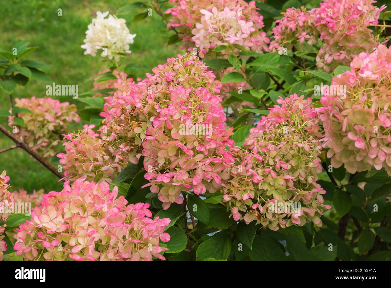 Pink flowering Hydrangea shrub in autumn Stock Photo - Alamy